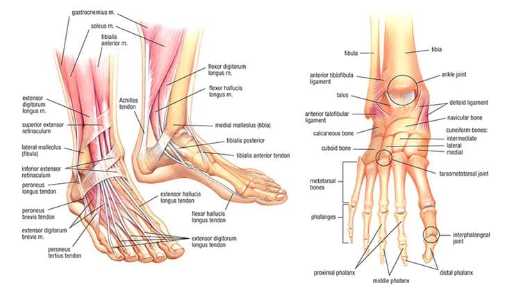 8 Foot Exercises For Strong Pain Free Ankles And Feet